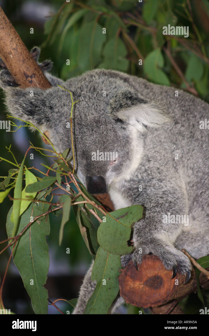 KOALA BEAR HANGING IN A TREE Stock Photo - Alamy