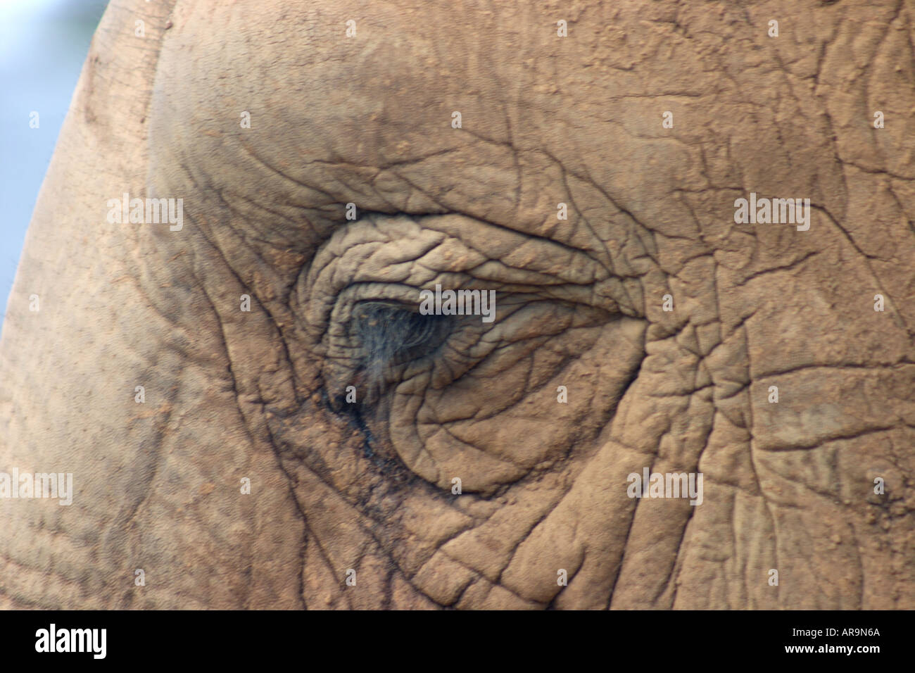 Humungus hi-res stock photography and images - Alamy