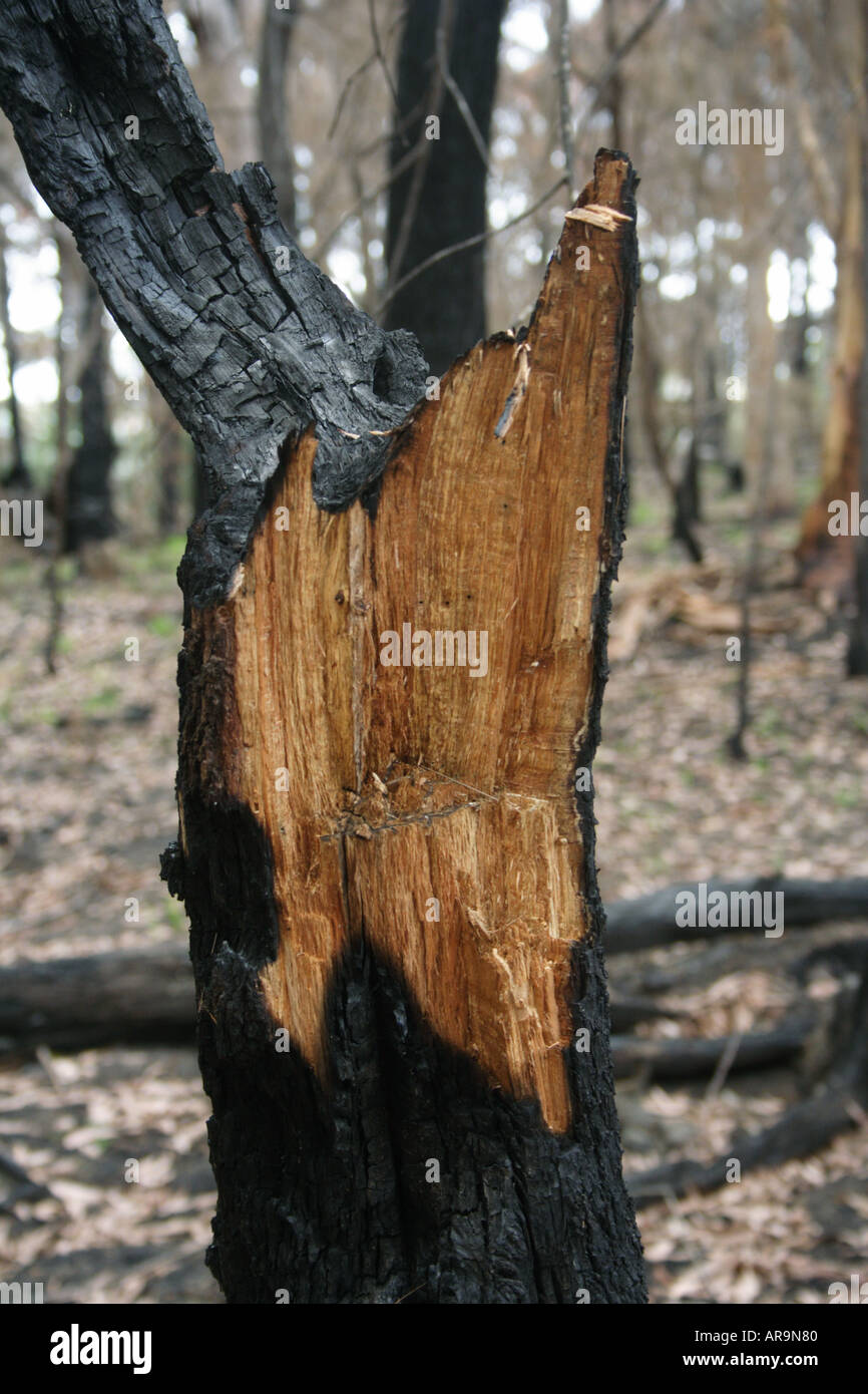 TREE SPLIT BY LIGHTNING AND BURNT Stock Photo - Alamy
