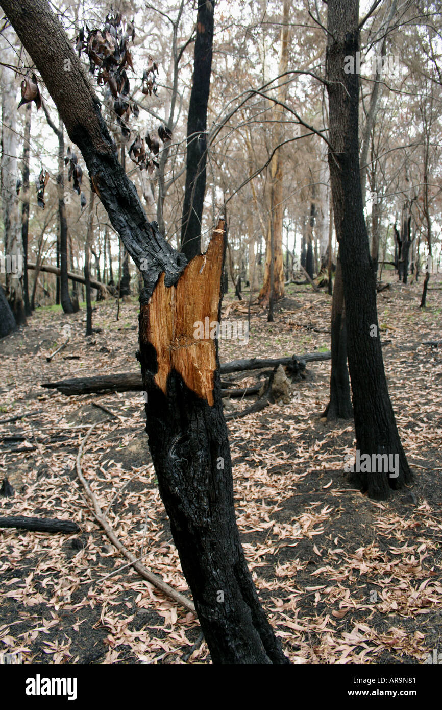 TREE SPLIT BY LIGHTNING AND BURNT Stock Photo - Alamy