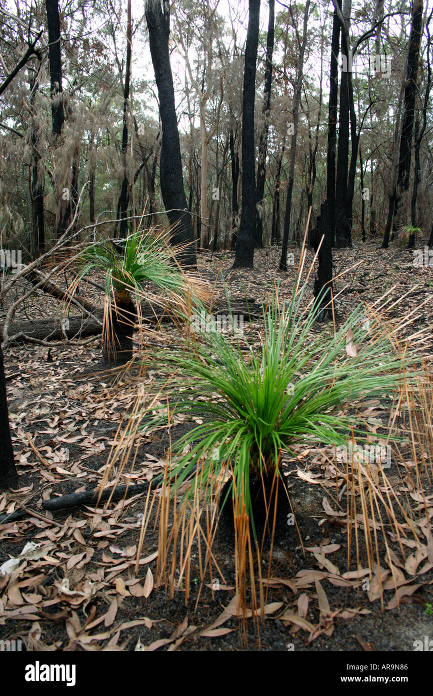 Bush fire regrowth bushfire hi-res stock photography and images - Alamy
