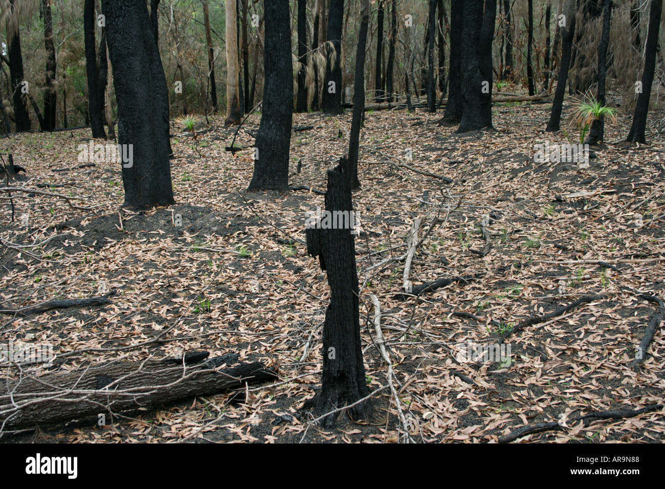 DESTRUCTIVE RESULTS OF A BUSHFIRE AND REGROWTH Stock Photo - Alamy