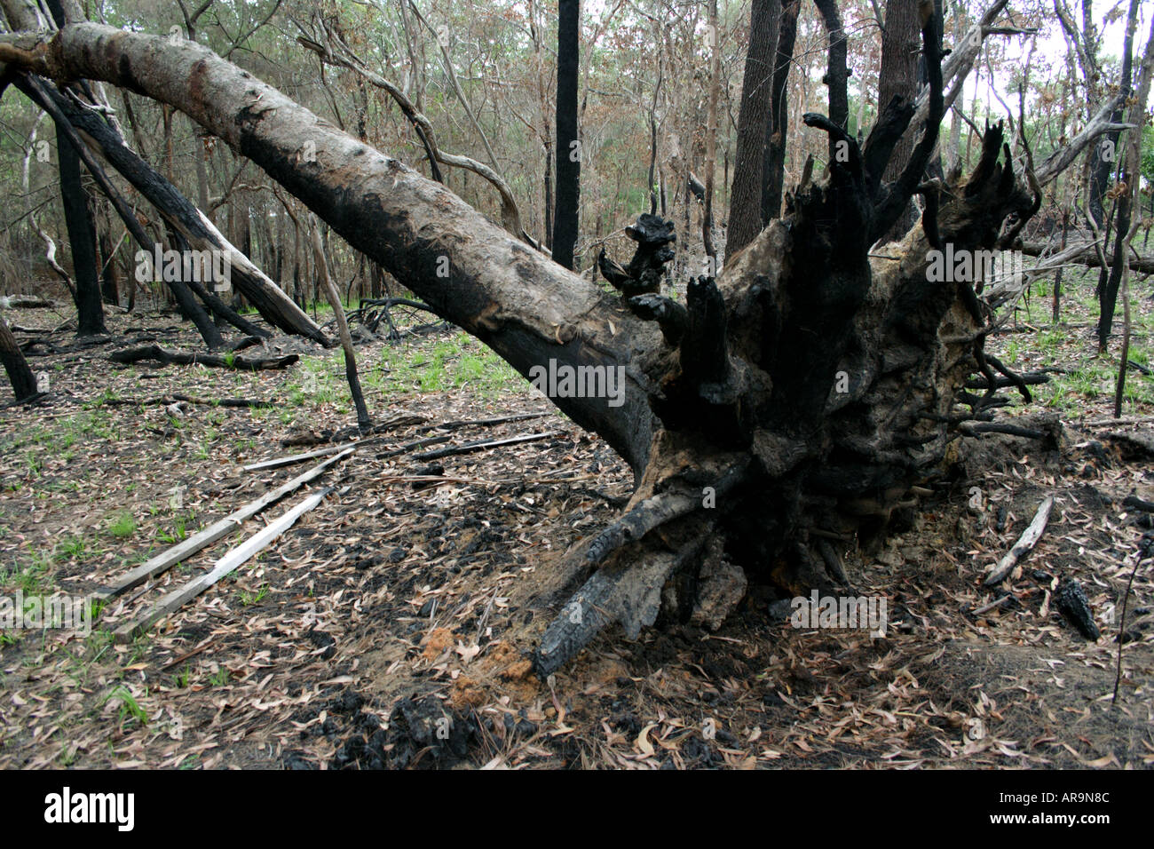 DESTRUCTIVE RESULTS OF A BUSHFIRE AND REGROWTH Stock Photo - Alamy
