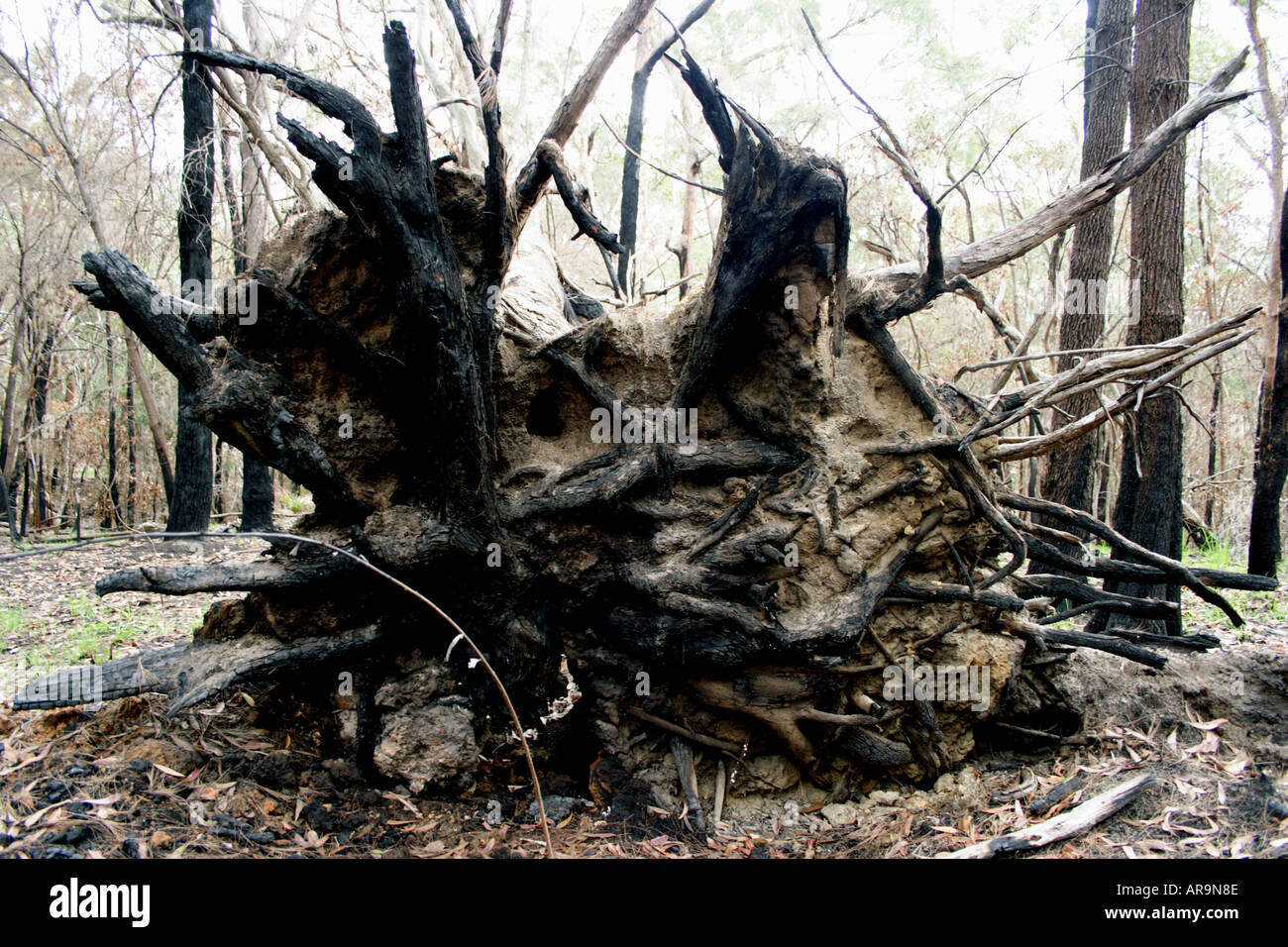 DESTRUCTIVE RESULTS OF A BUSHFIRE AND REGROWTH Stock Photo - Alamy