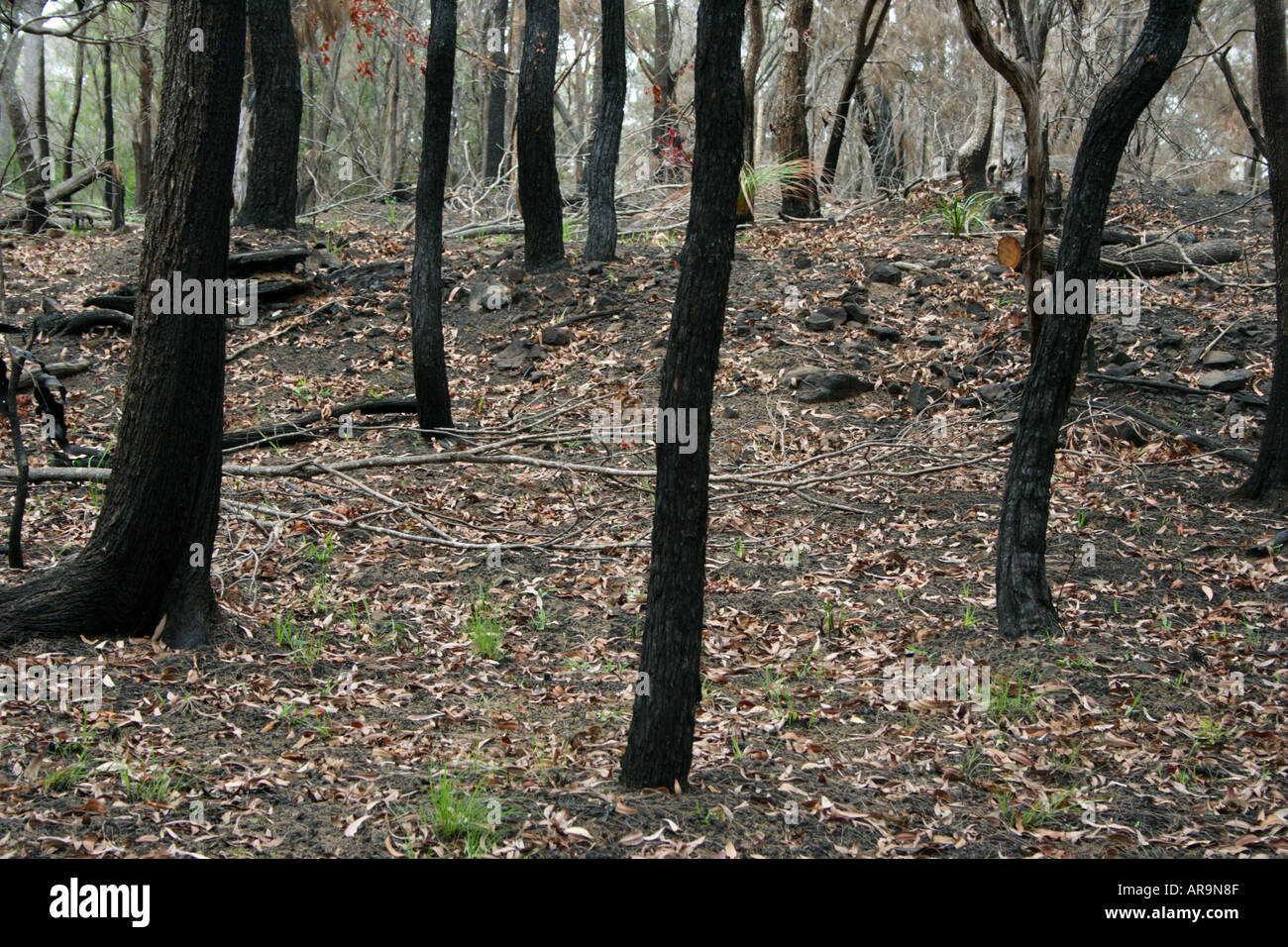 DESTRUCTIVE RESULTS OF A BUSHFIRE AND REGROWTH Stock Photo - Alamy