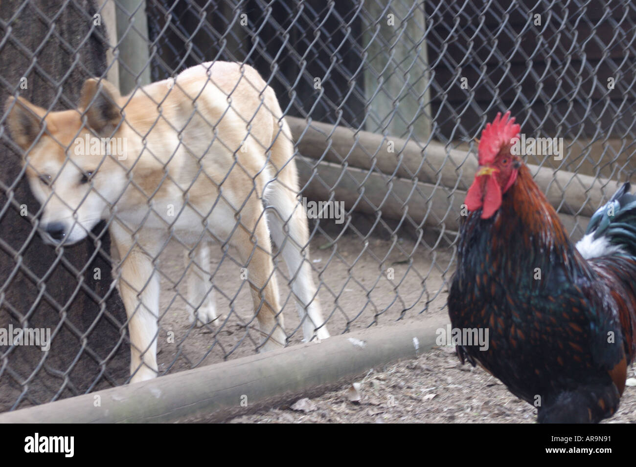 Dingo cross hi-res stock photography and images - Alamy