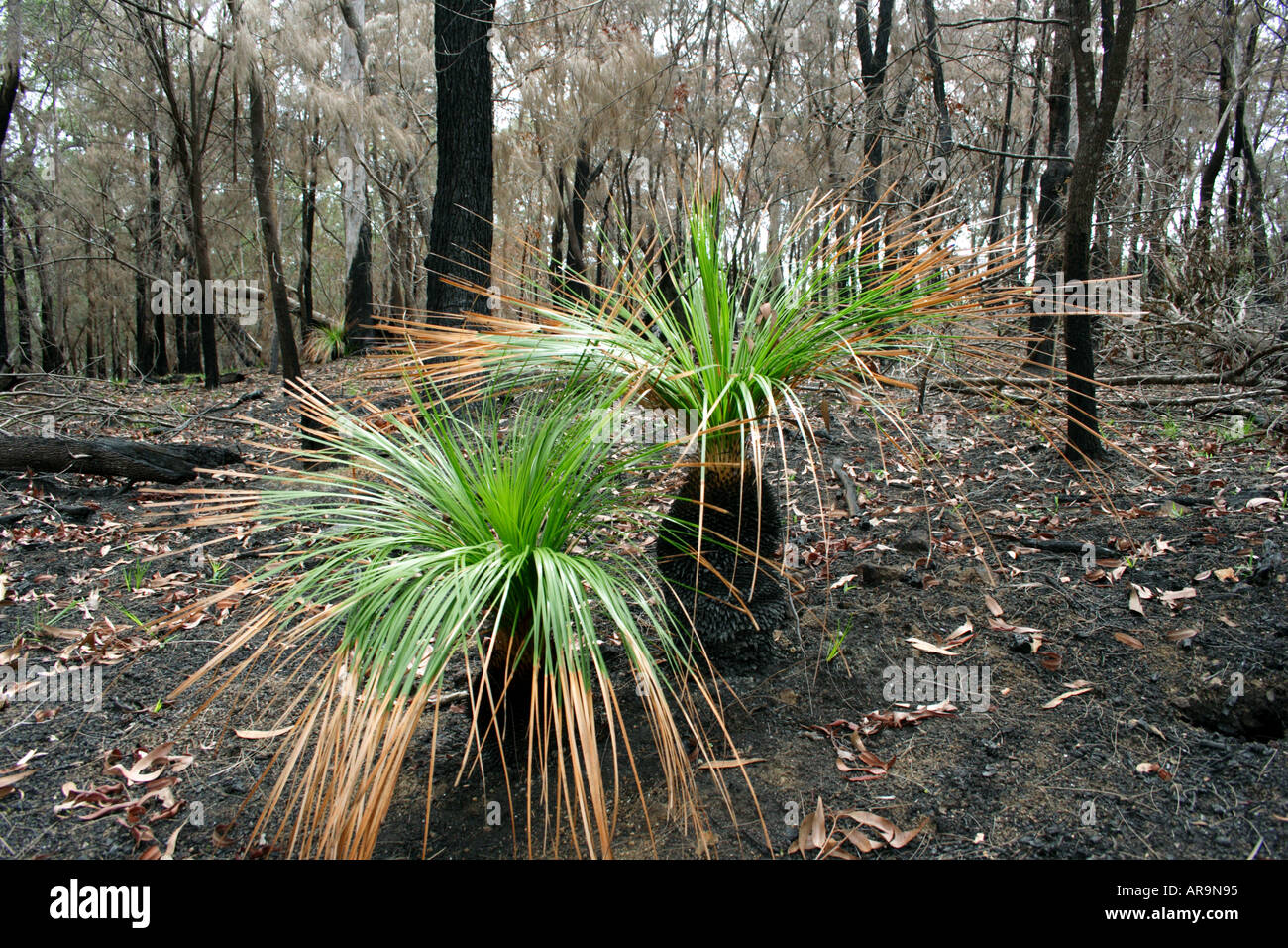 DESTRUCTIVE RESULTS OF A BUSHFIRE AND REGROWTH Stock Photo - Alamy