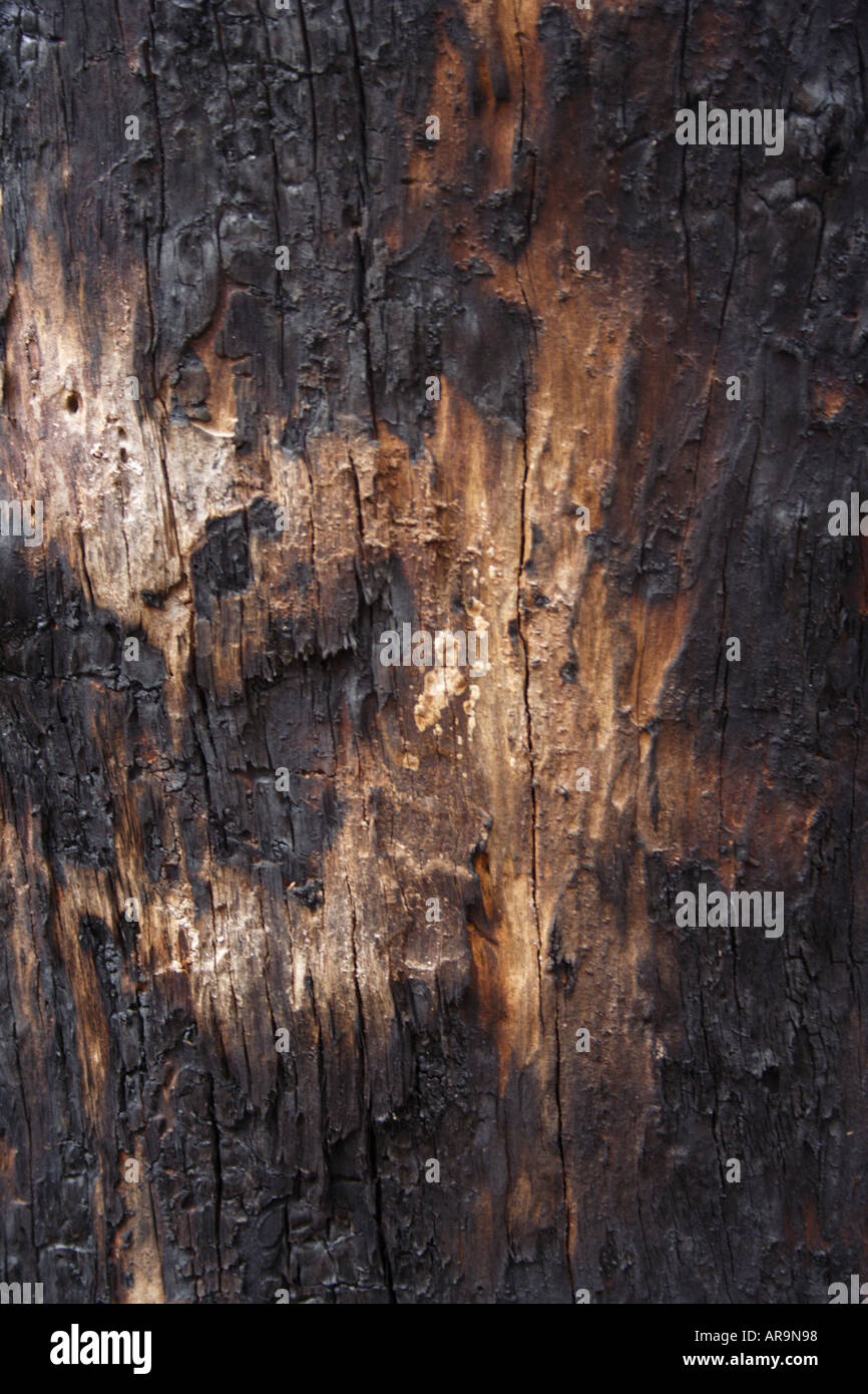 DESTRUCTIVE RESULTS OF A BUSHFIRE AND REGROWTH Stock Photo - Alamy