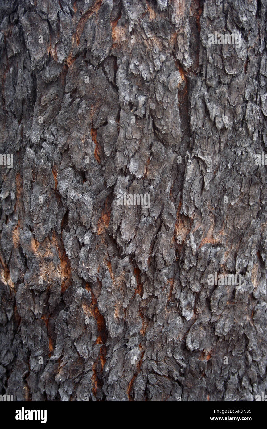 DESTRUCTIVE RESULTS OF A BUSHFIRE AND REGROWTH Stock Photo - Alamy