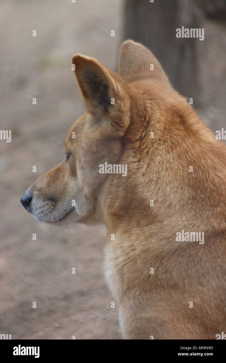 Dingo teeth hi-res stock photography and images - Alamy