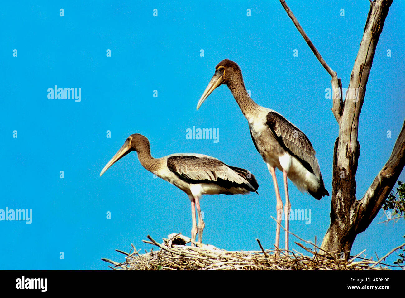 Black painted storks india hi-res stock photography and images - Alamy
