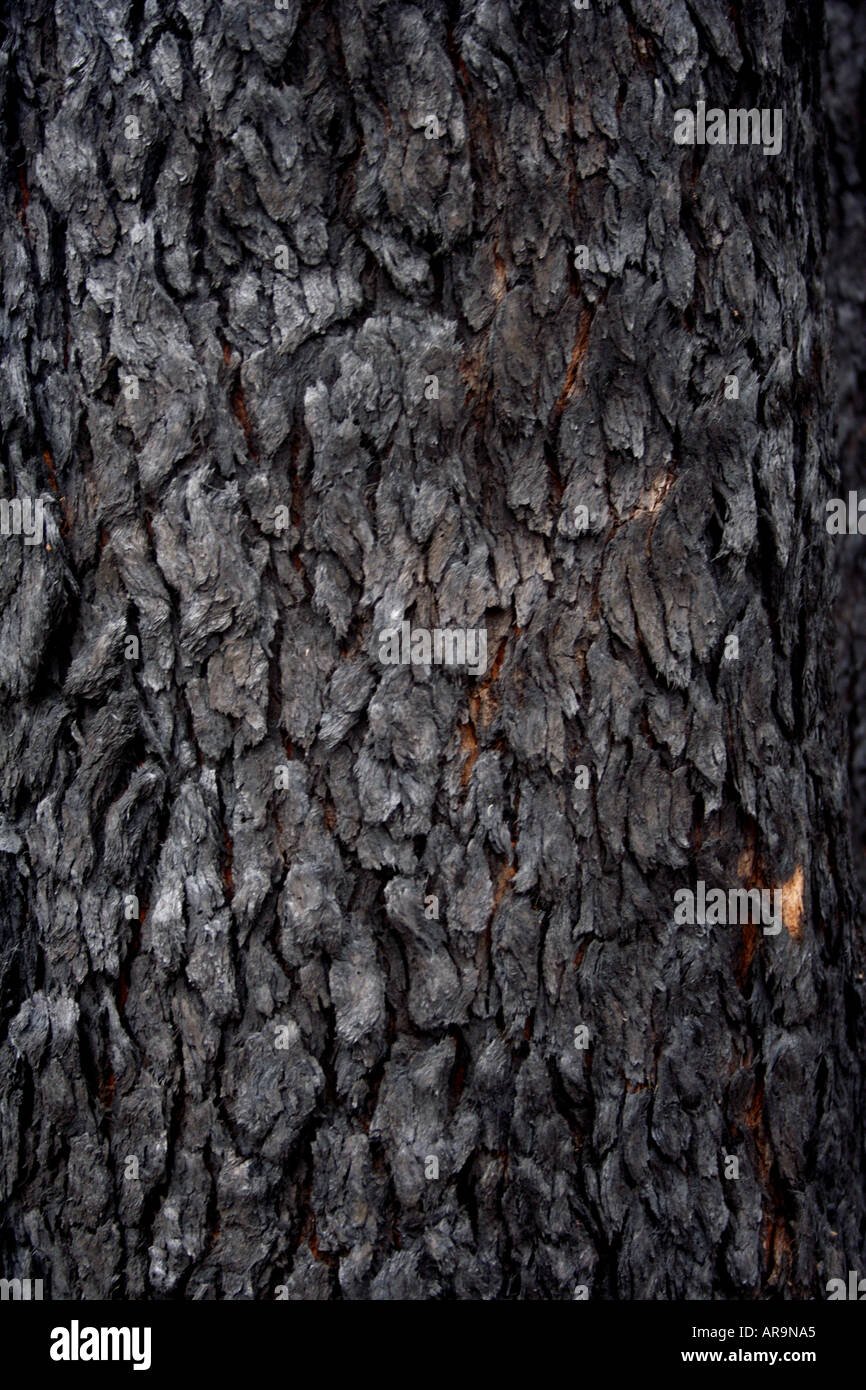 DESTRUCTIVE RESULTS OF A BUSHFIRE AND REGROWTH Stock Photo - Alamy