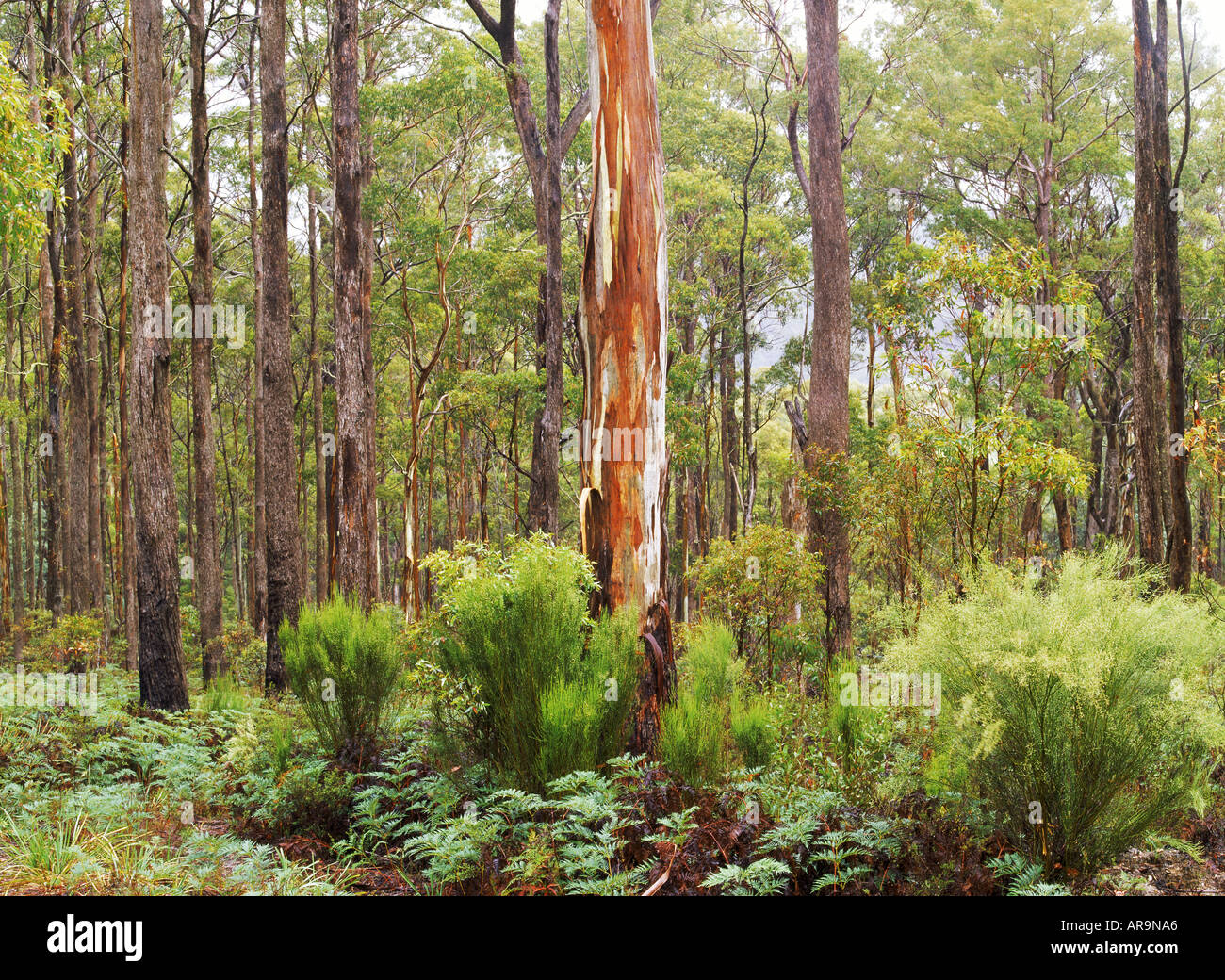Swamp Gum (Eucalyptus regnans) in Tasmania, Australia Stock Photo ...