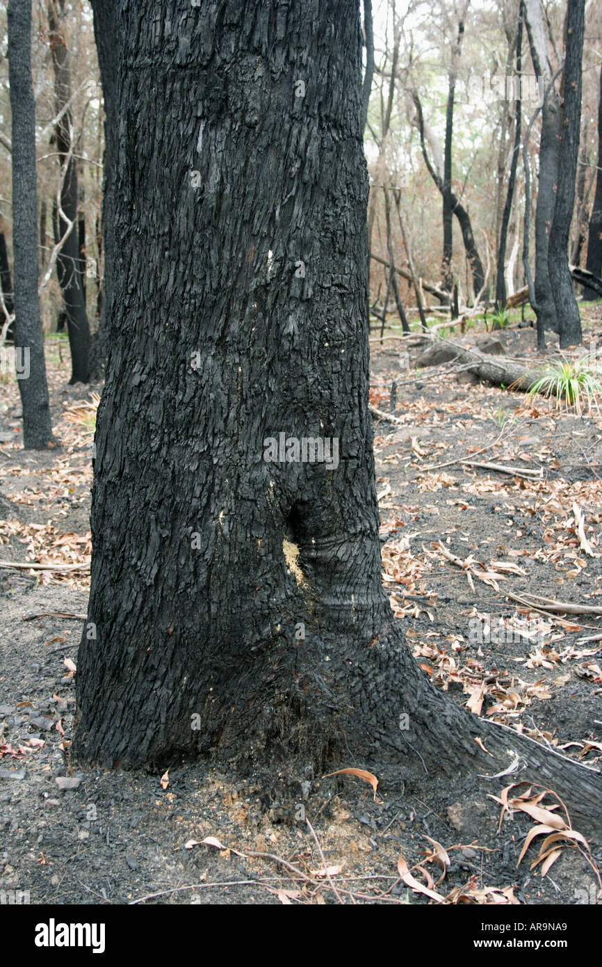 DESTRUCTIVE RESULTS OF A BUSHFIRE QUEENSLAND AUSTRALIA Stock Photo - Alamy