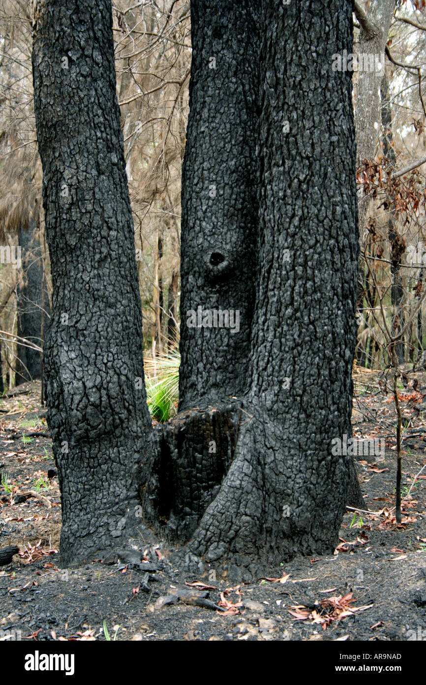 DESTRUCTIVE RESULTS OF A BUSHFIRE QUEENSLAND AUSTRALIA Stock Photo - Alamy