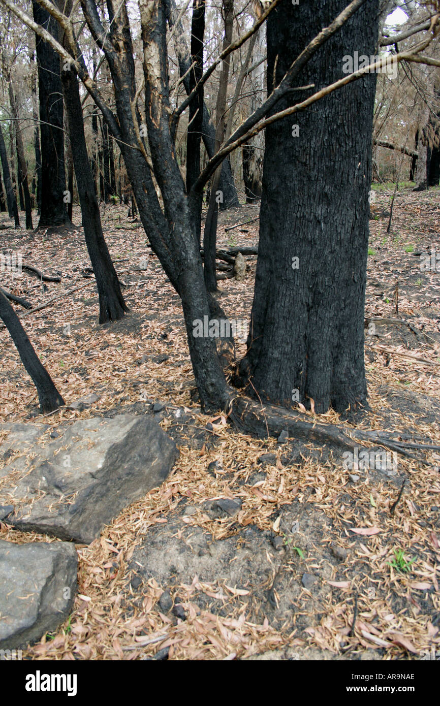 DESTRUCTIVE RESULTS OF A BUSHFIRE QUEENSLAND AUSTRALIA Stock Photo - Alamy