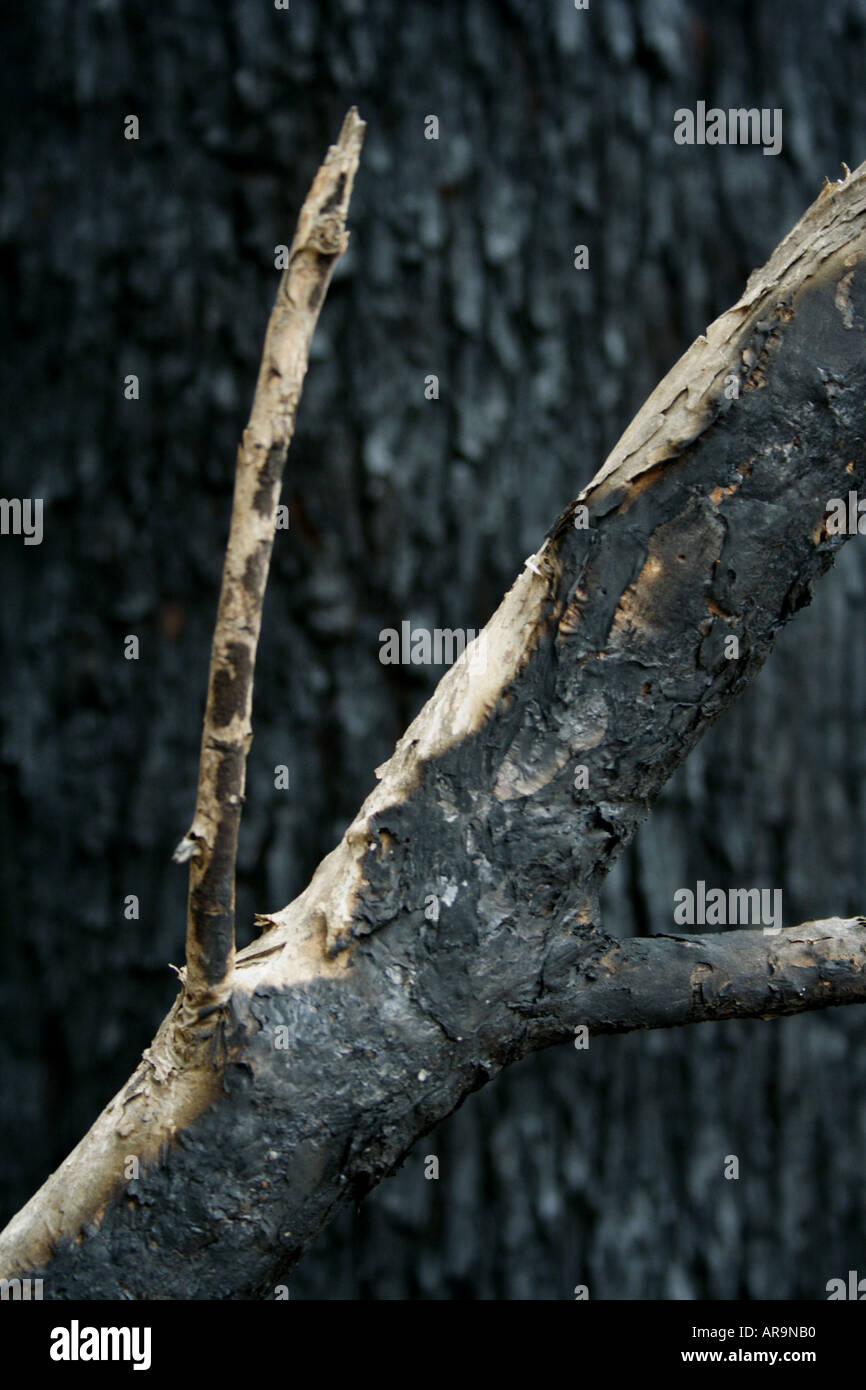 DESTRUCTIVE RESULTS OF A BUSHFIRE QUEENSLAND AUSTRALIA Stock Photo - Alamy