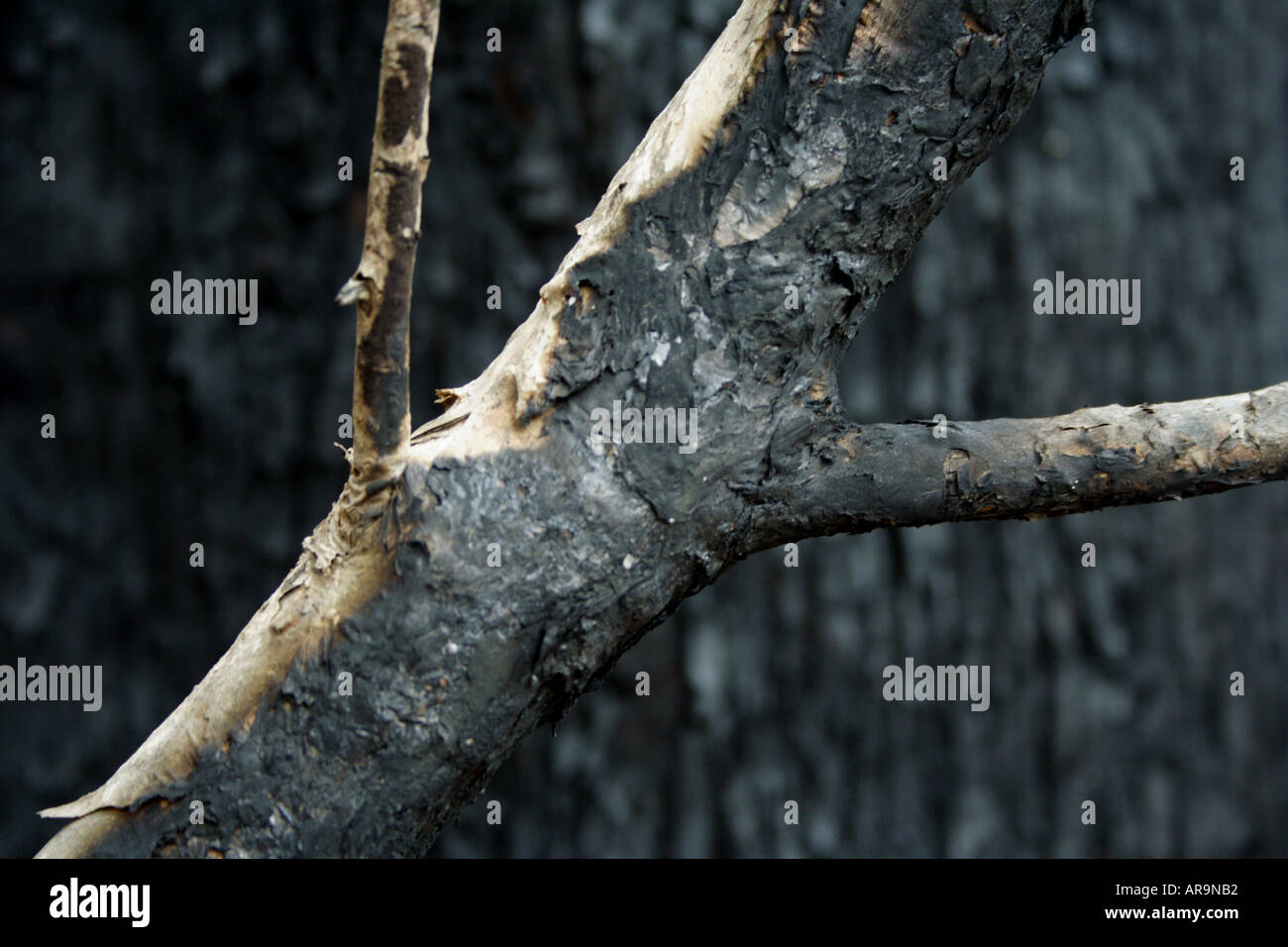 DESTRUCTIVE RESULTS OF A BUSHFIRE QUEENSLAND AUSTRALIA Stock Photo - Alamy