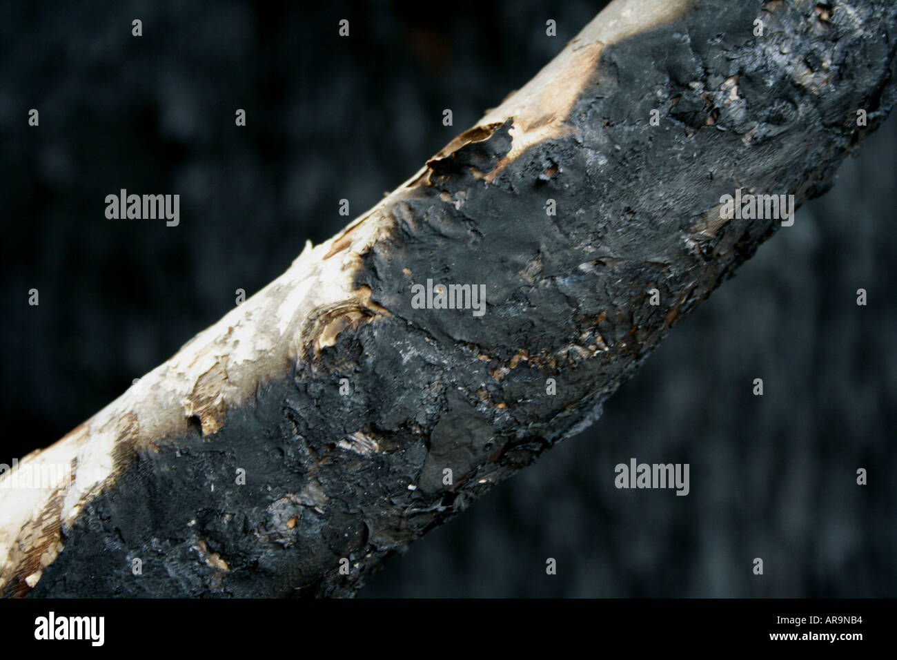 DESTRUCTIVE RESULTS OF A BUSHFIRE QUEENSLAND AUSTRALIA Stock Photo - Alamy