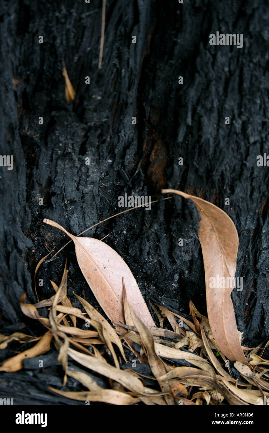 DESTRUCTIVE RESULTS OF A BUSHFIRE QUEENSLAND AUSTRALIA Stock Photo - Alamy