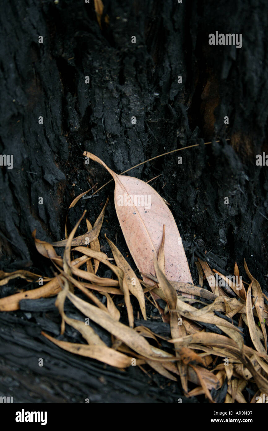 DESTRUCTIVE RESULTS OF A BUSHFIRE QUEENSLAND AUSTRALIA Stock Photo - Alamy
