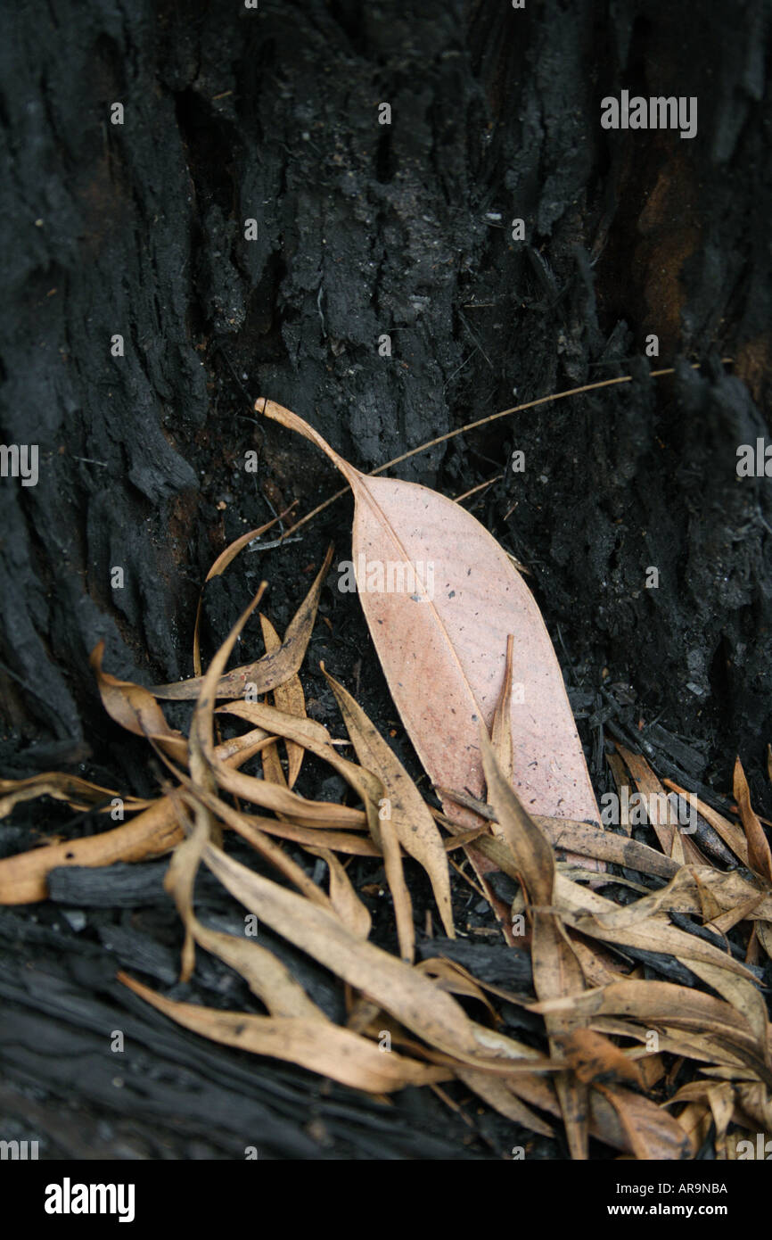 DESTRUCTIVE RESULTS OF A BUSHFIRE QUEENSLAND AUSTRALIA Stock Photo - Alamy