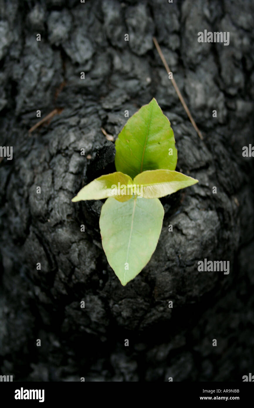 DESTRUCTIVE RESULTS OF A BUSHFIRE QUEENSLAND AUSTRALIA Stock Photo - Alamy