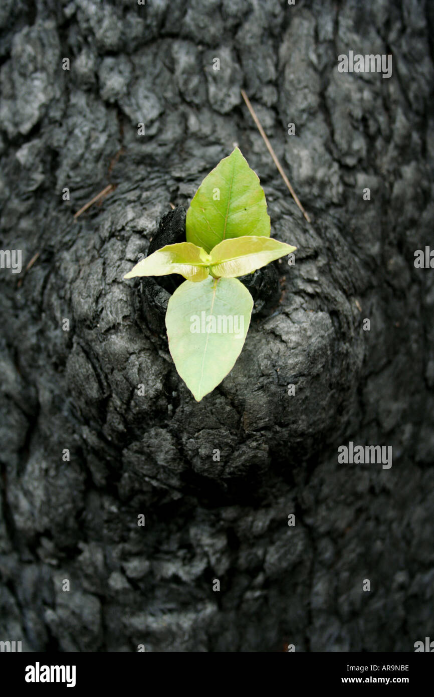 DESTRUCTIVE RESULTS OF A BUSHFIRE QUEENSLAND AUSTRALIA Stock Photo - Alamy