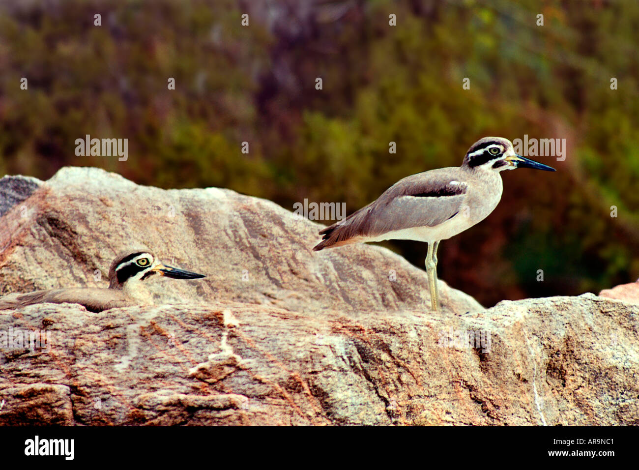 KPA72605 Couple of Great Stone plover birds Ranganthittu Bird Sanctuary ...
