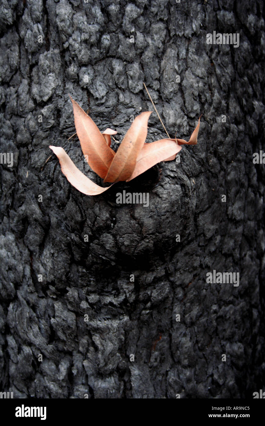 DESTRUCTIVE RESULTS OF A BUSHFIRE QUEENSLAND AUSTRALIA Stock Photo - Alamy