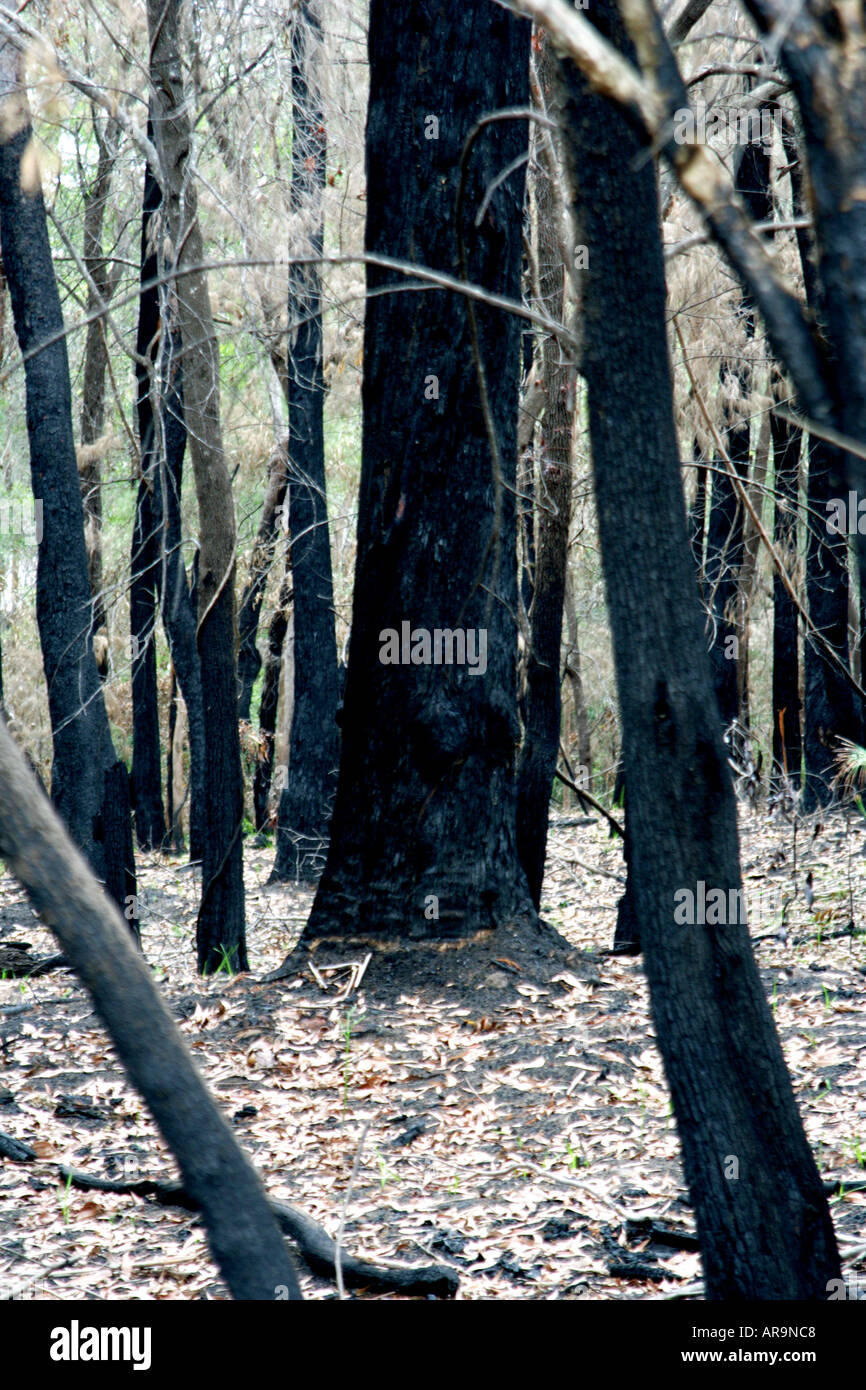 DESTRUCTIVE RESULTS OF A BUSHFIRE QUEENSLAND AUSTRALIA Stock Photo - Alamy