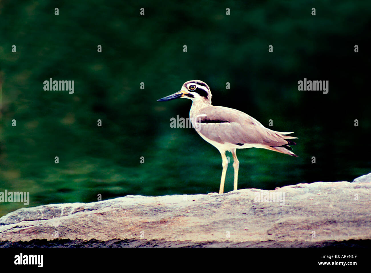 KPA72606 Great Stone plover bird Ranganthittu Bird Sanctuary Karnataka ...