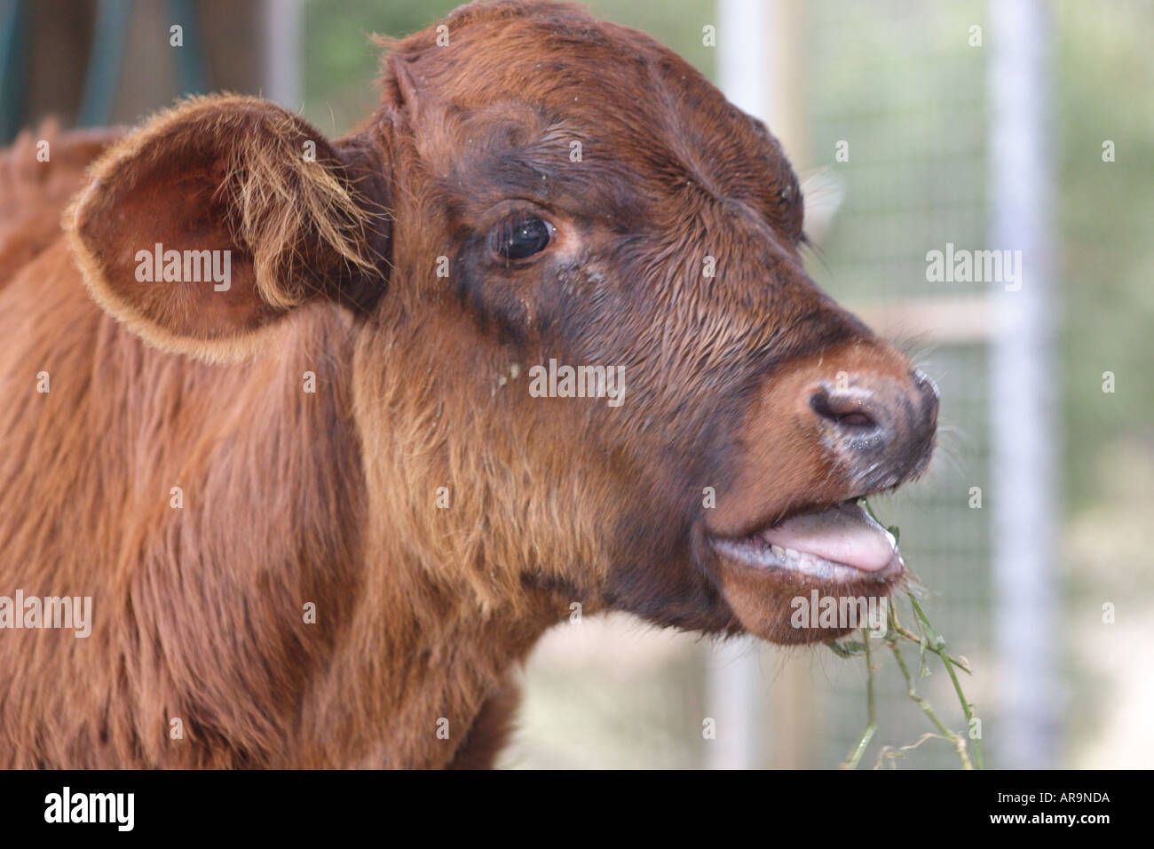 CLOSE UP OF A COW HEAD BAPD2207 Stock Photo - Alamy