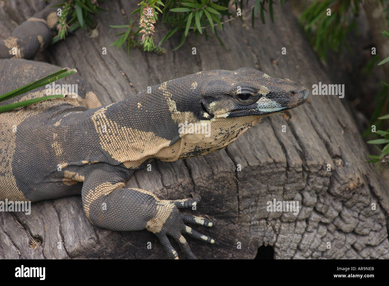 LACE MONITOR LIZARD CLIMBING OVER A LOG Stock Photo - Alamy