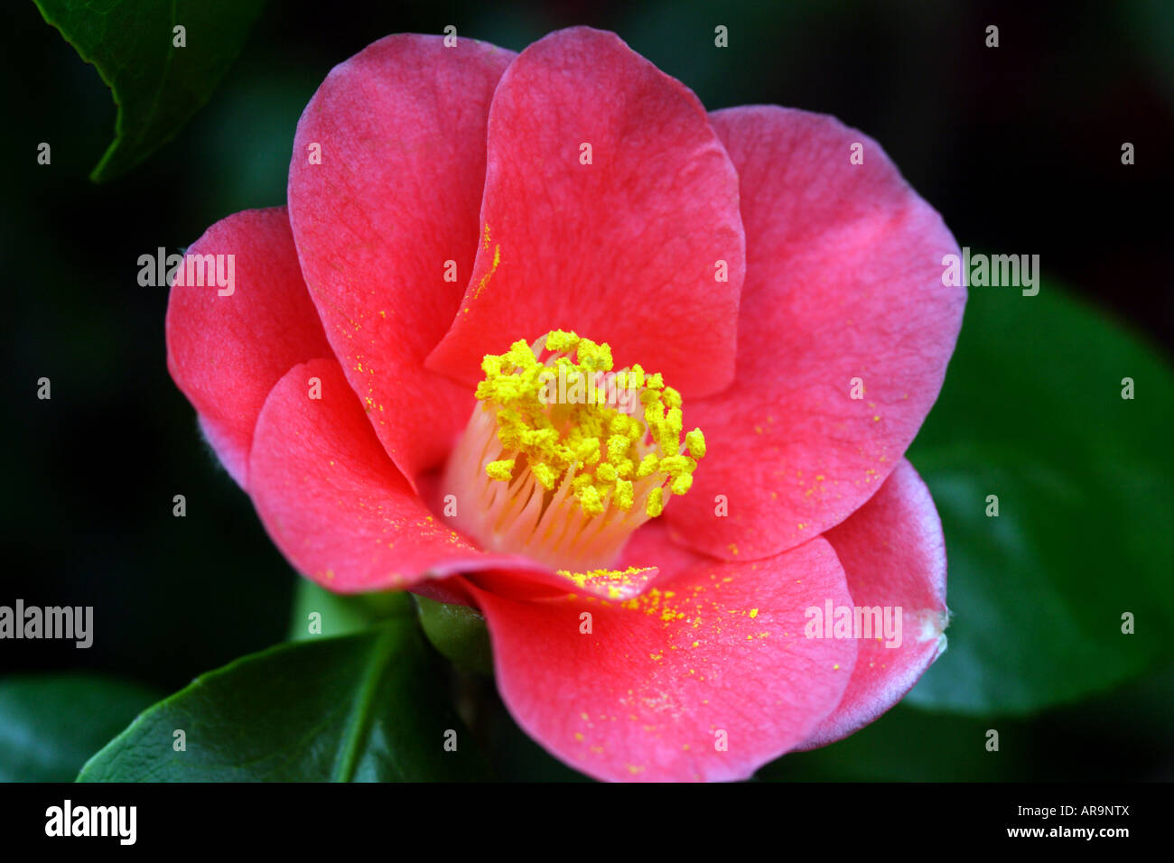 Camelia japonica var rusticana hi-res stock photography and images - Alamy
