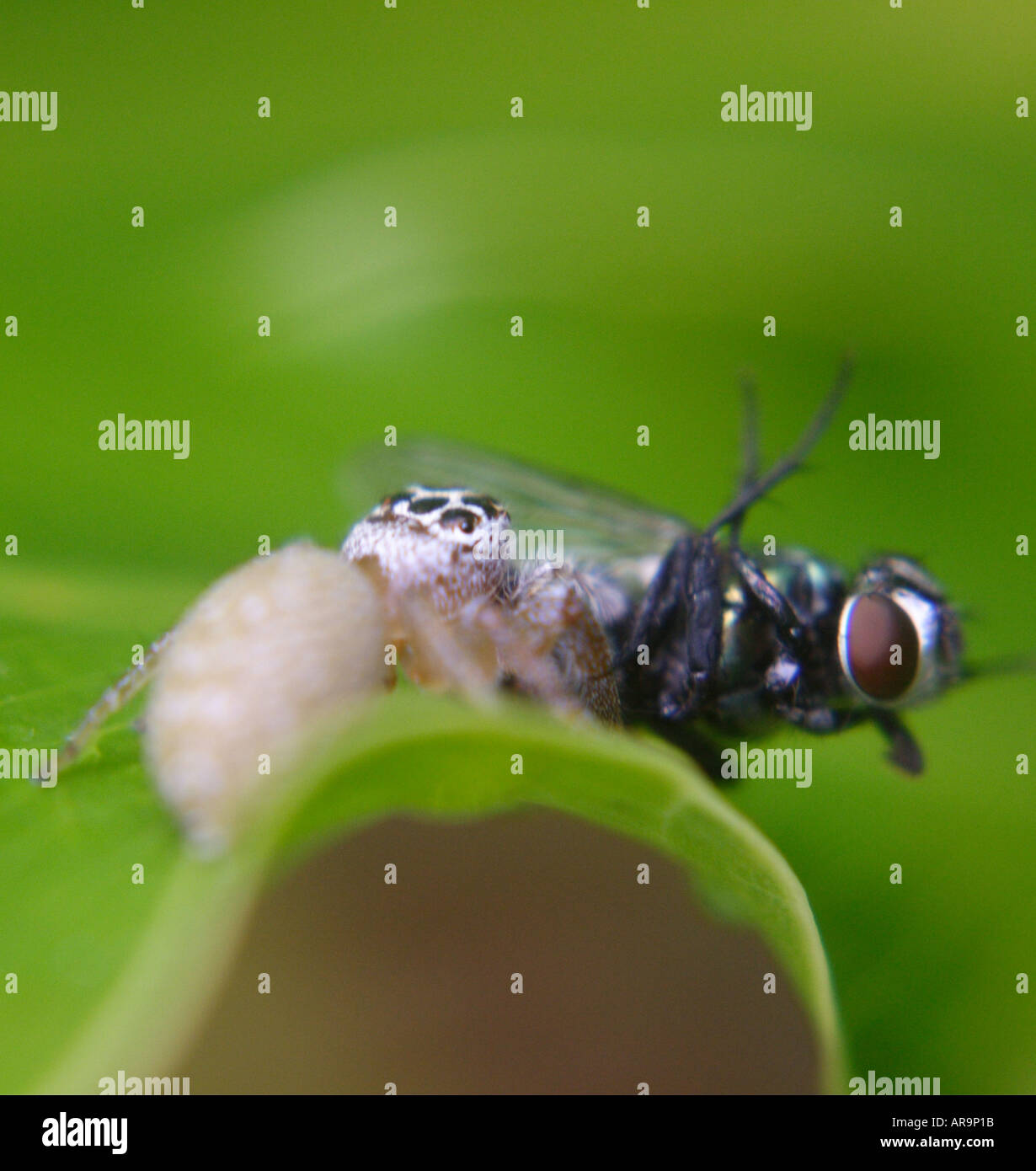 A JUMPING SPIDER EATING A FLY Stock Photo - Alamy