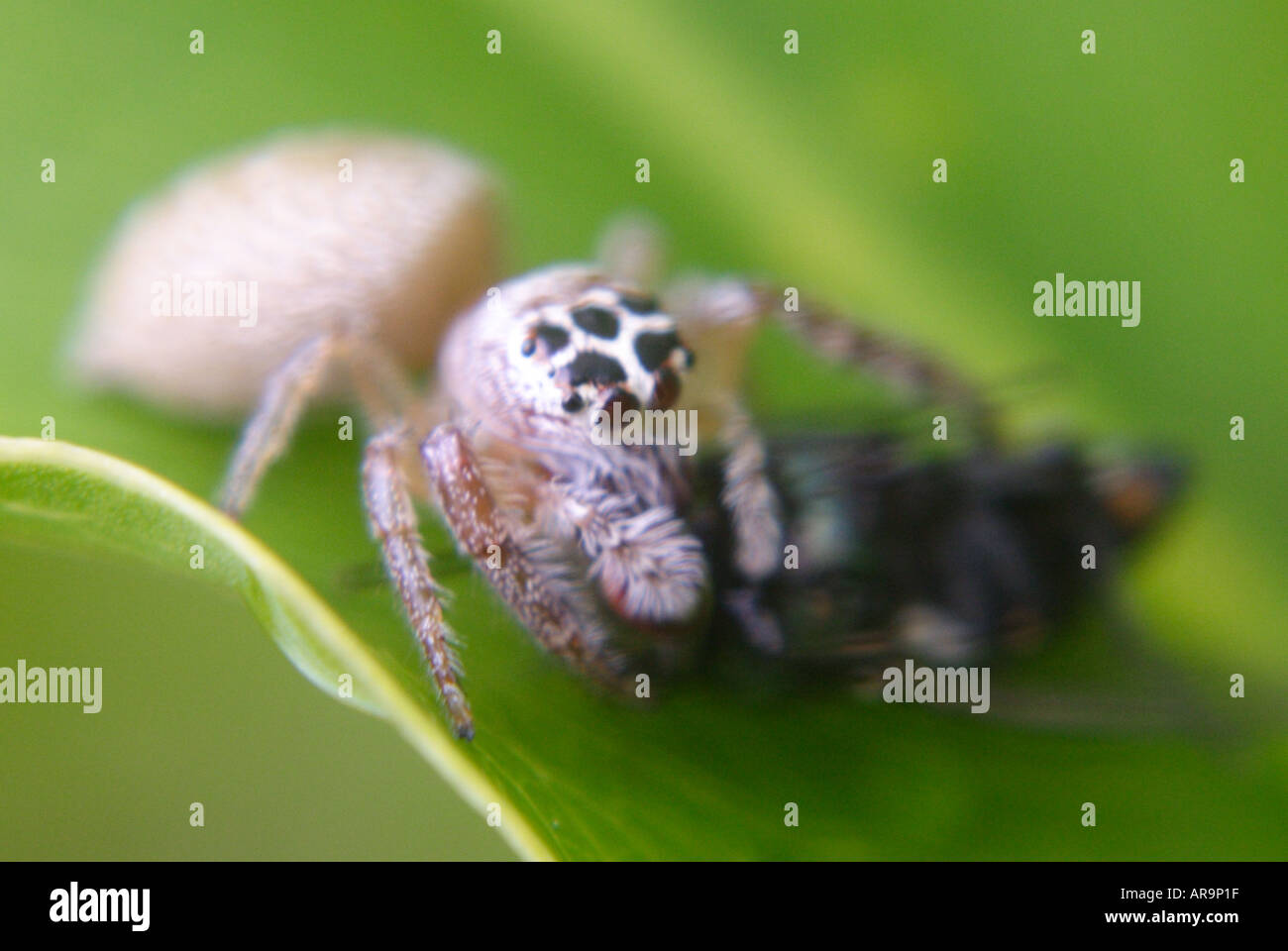 A JUMPING SPIDER EATING A FLY Stock Photo - Alamy