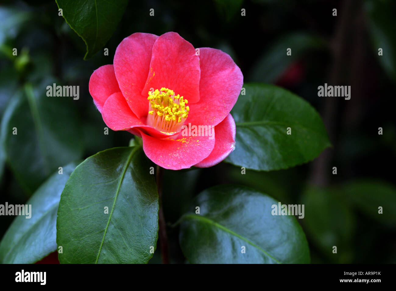 Camelia japonica var rusticana hi-res stock photography and images - Alamy
