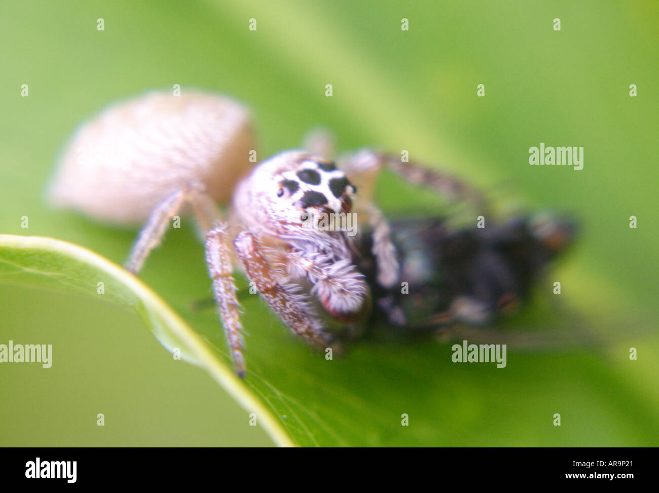 A JUMPING SPIDER EATING A FLY Stock Photo - Alamy