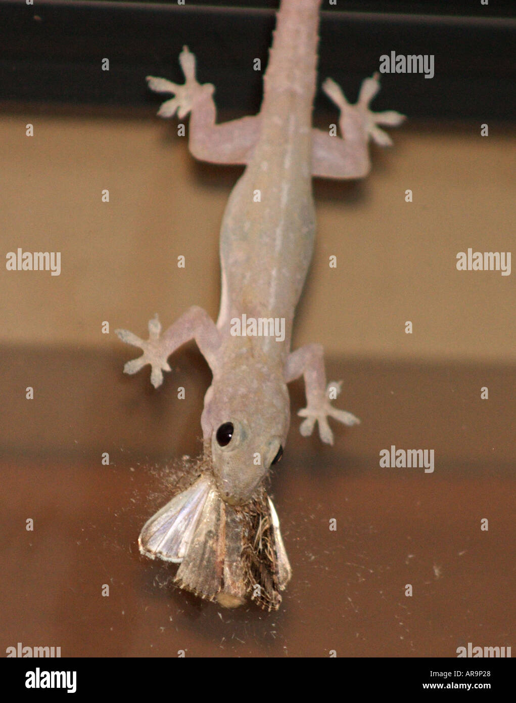Gecko eating a moth hi-res stock photography and images - Alamy