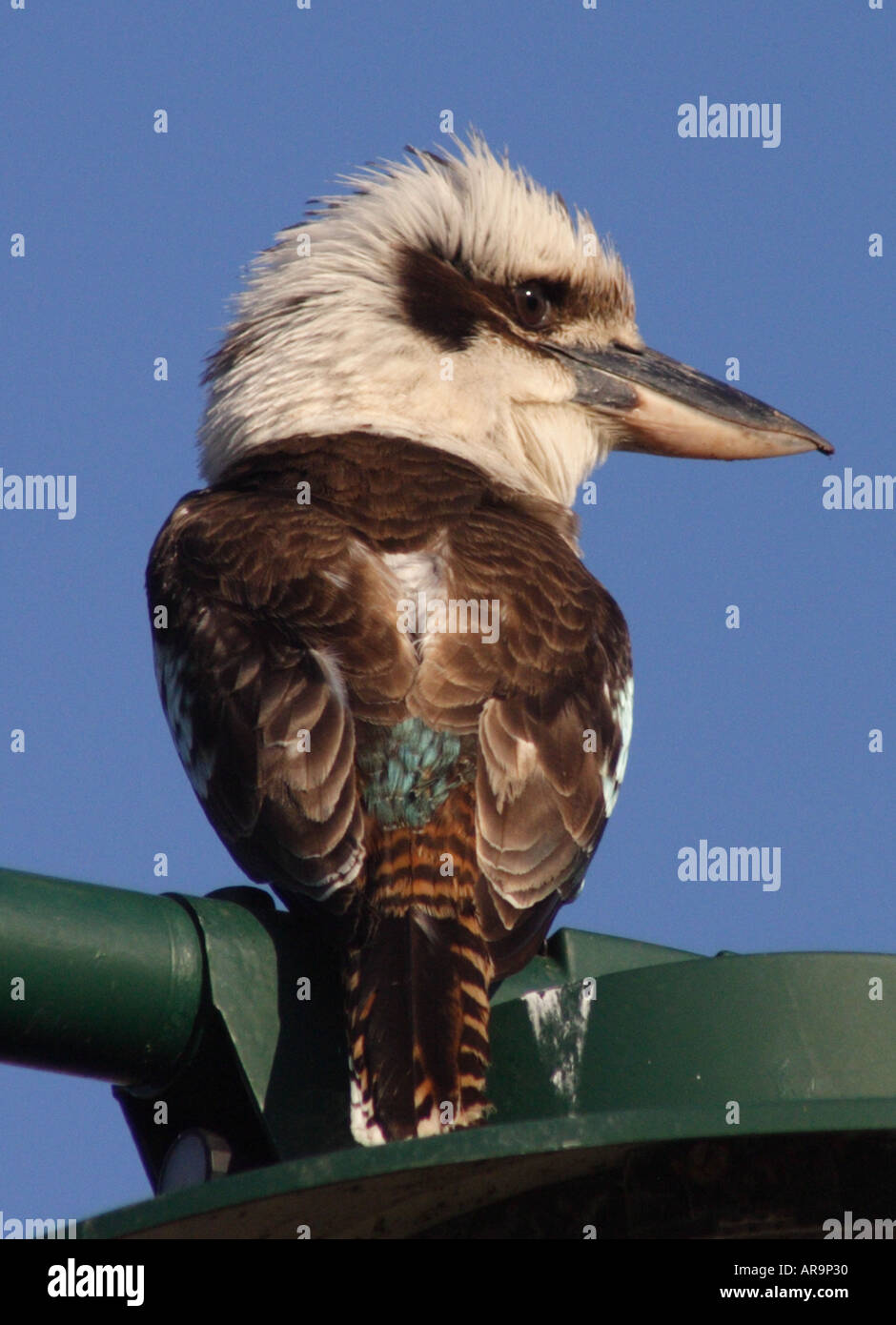 AUSTRALIAN KOOKABURRA BIRD Stock Photo - Alamy
