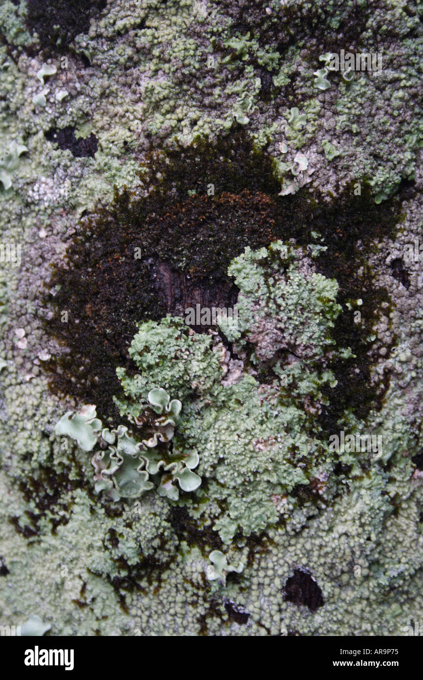 Ringbark hi-res stock photography and images - Alamy