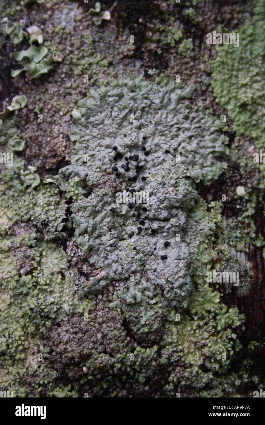 Ringbark hi-res stock photography and images - Alamy