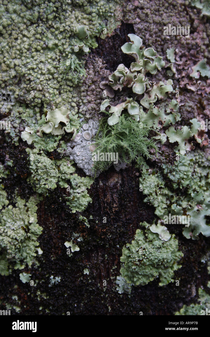 Ringbark hi-res stock photography and images - Alamy