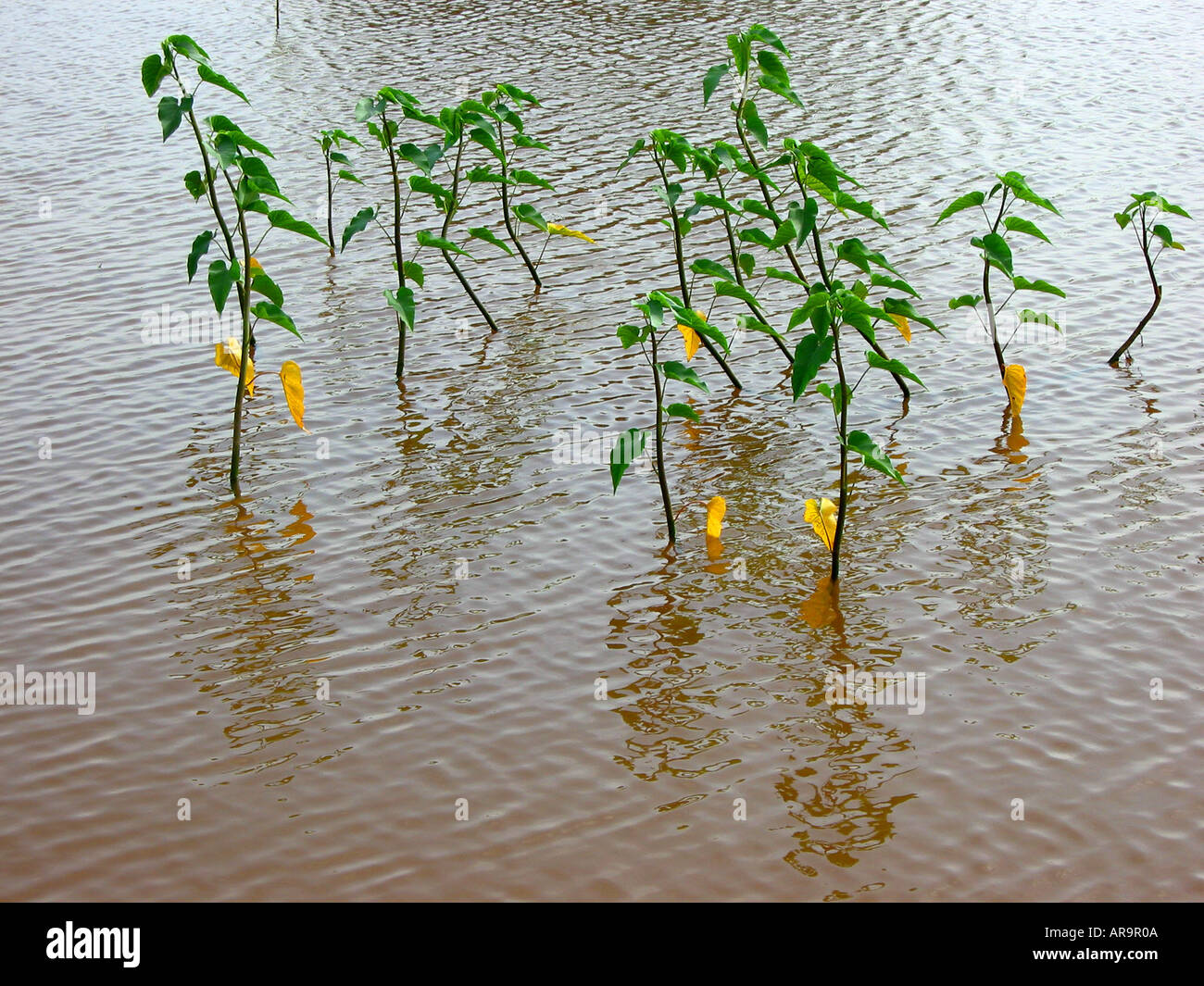 Overflowing Plants High Resolution Stock Photography and Images - Alamy