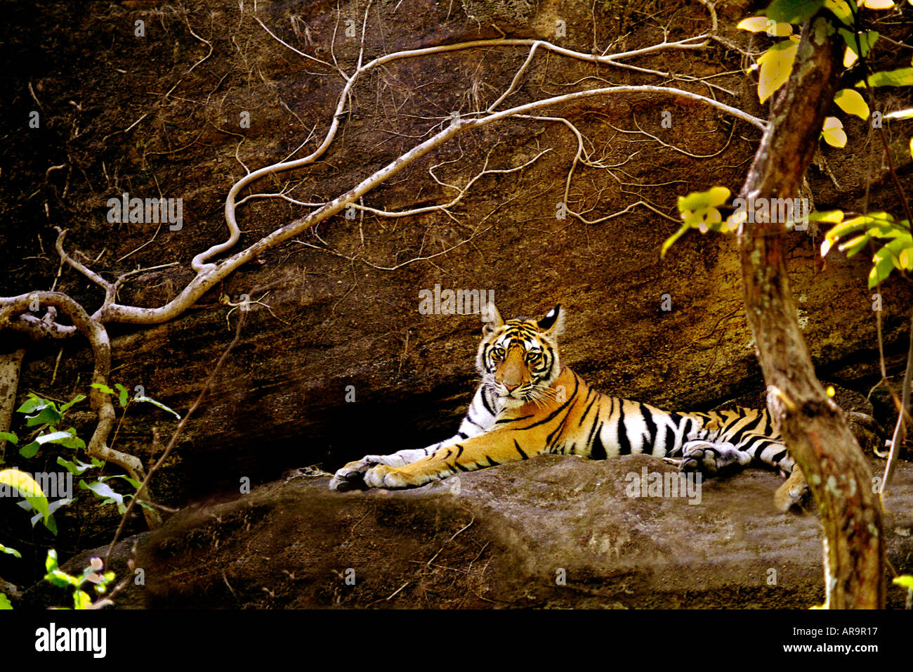 Tiger cub relaxing under rock at Bandhavgadh Wild Life Sanctuary Madhya ...