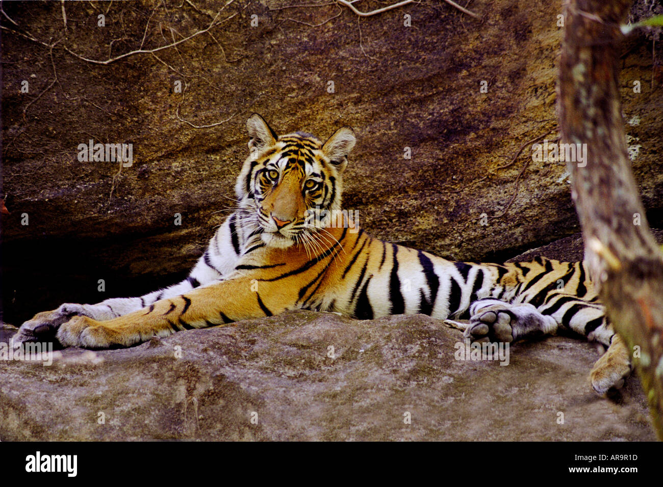 Tiger cub grassland hi-res stock photography and images - Alamy