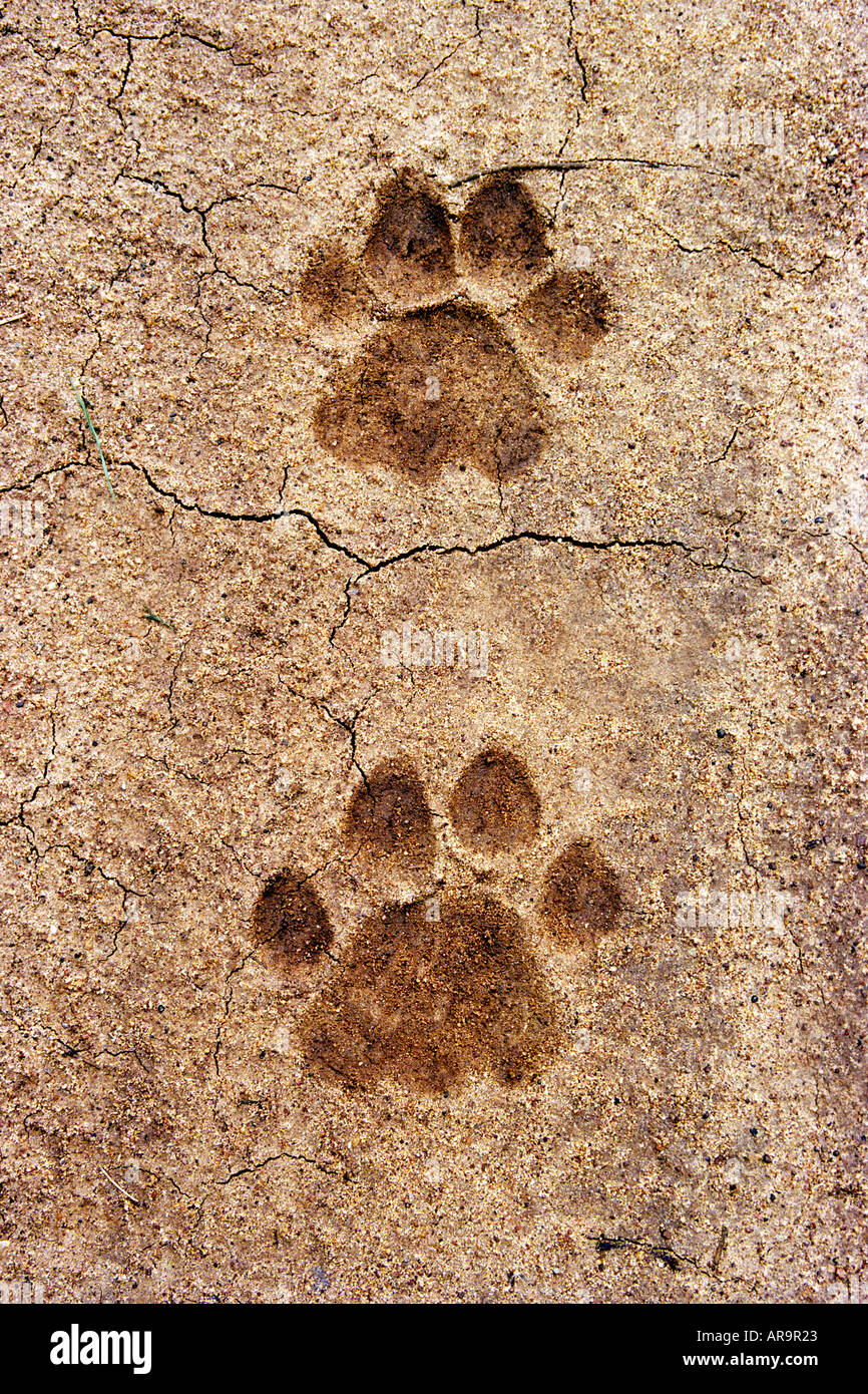 KPA72541 Tigers pug mark at Bandipur Wild Life Sanctuary Karnataka ...