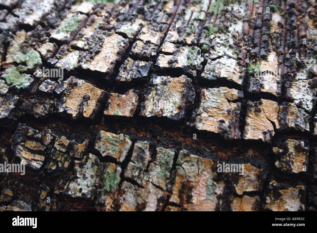 Ringbark hi-res stock photography and images - Alamy