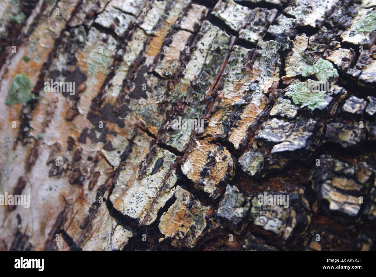 Ringbark hi-res stock photography and images - Alamy